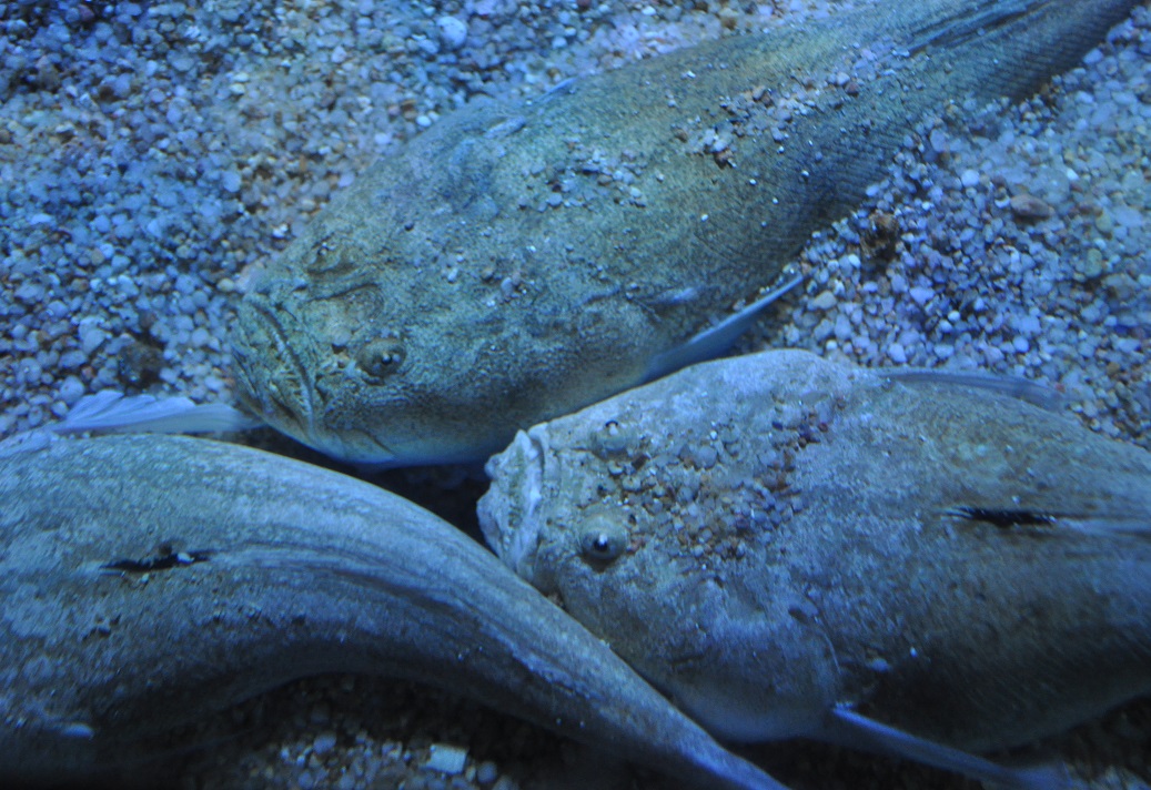 ZOOTOGRAFIANDO (6.100 ANIMALS): PEZ RATA / ATLANTIC STARGAZER ...