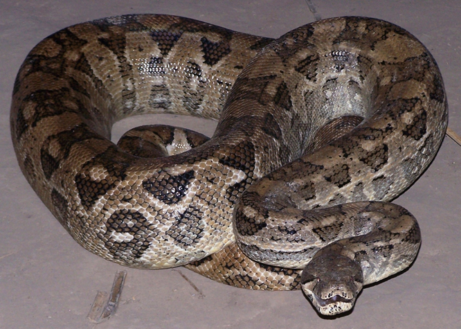 PÍTIPO, ¡UN PATRIMONIO POR CONOCER!: NUESTRA FAUNA Y FLORA