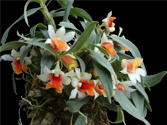 Grow and care Cattleya orchid - The Queen of Flowers | Travaldo's blog