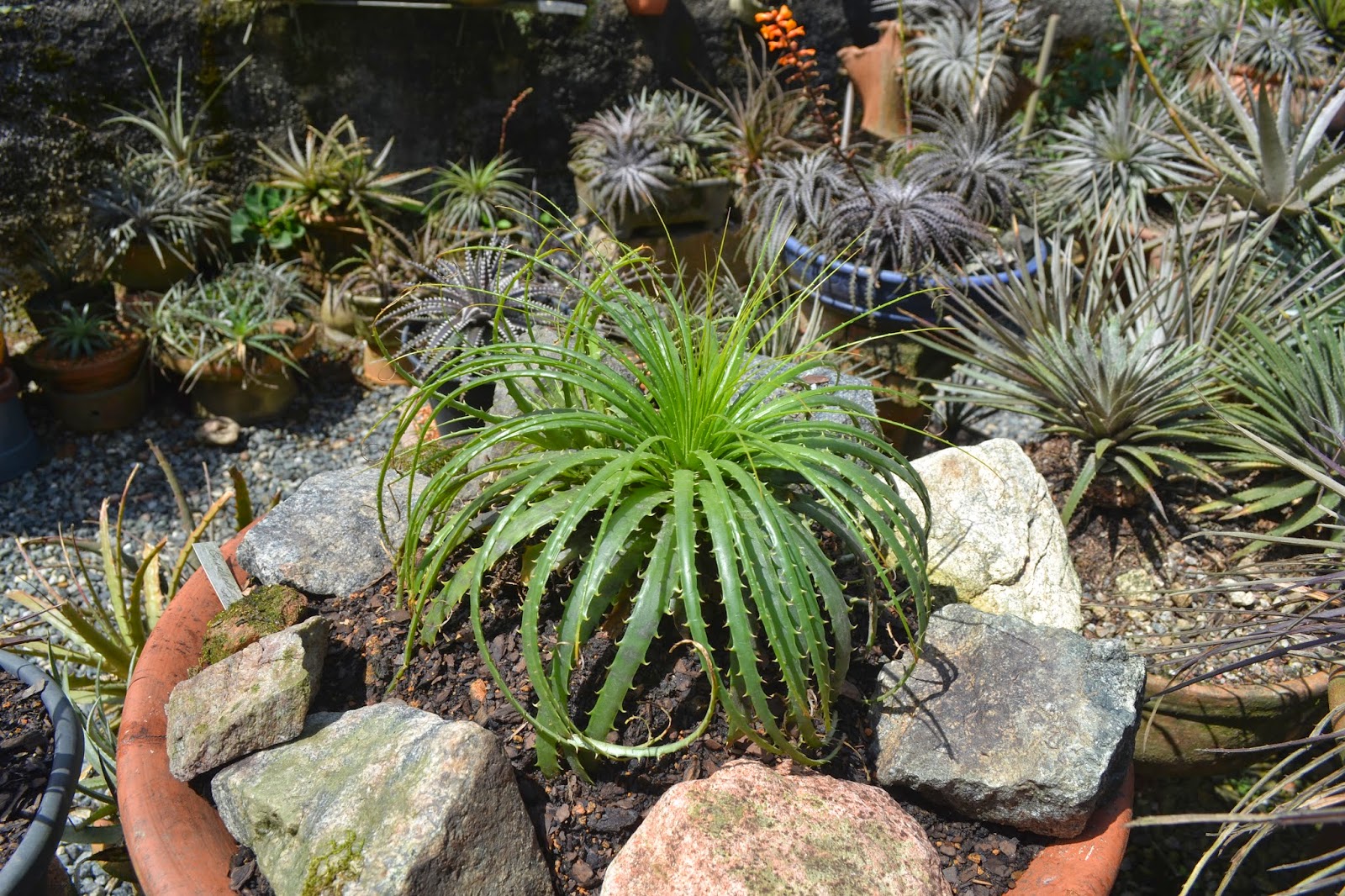 Dyckia Brazil: Encholirium horridum sole green plant from the Braziliam ...