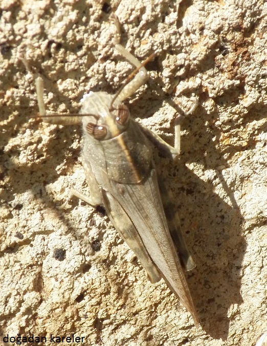 Doğadan Kareler: Doğada Çekirge Resimleri