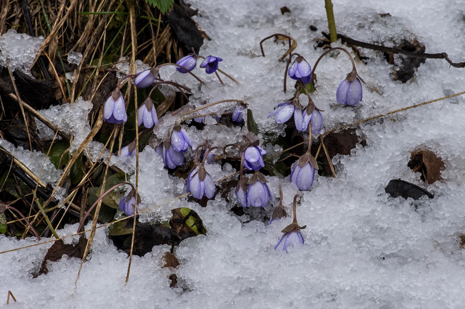 4 passi in Val di Sole: Neve d'aprile
