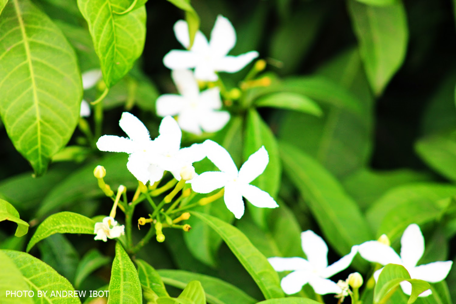 Ako si ANDREW IBOT!: Pandakaki-puti ( Tabernaemontana pandacaqui Poir.)