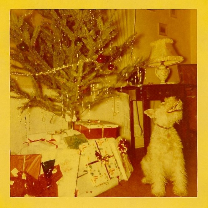 Funny Vintage Pictures of Dogs and Cats Greeting Christmas ~ Vintage ...