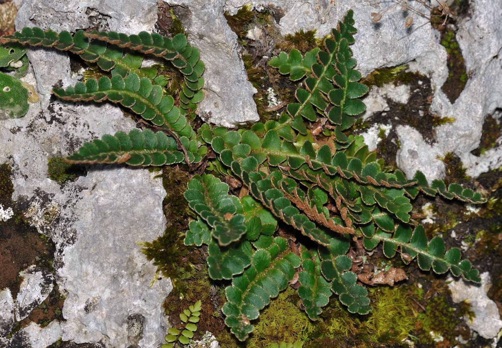 Le piante medicinali dell’orto dei Semplici dell’Ospedale di Santa ...