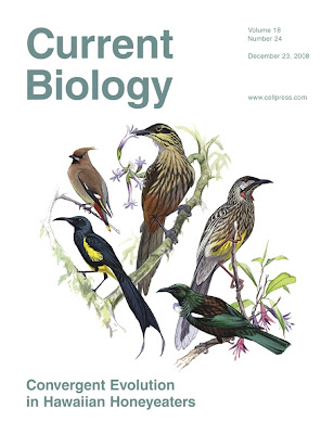 Species New to Science: [Ornithology • 2008] Convergent Evolution of ...