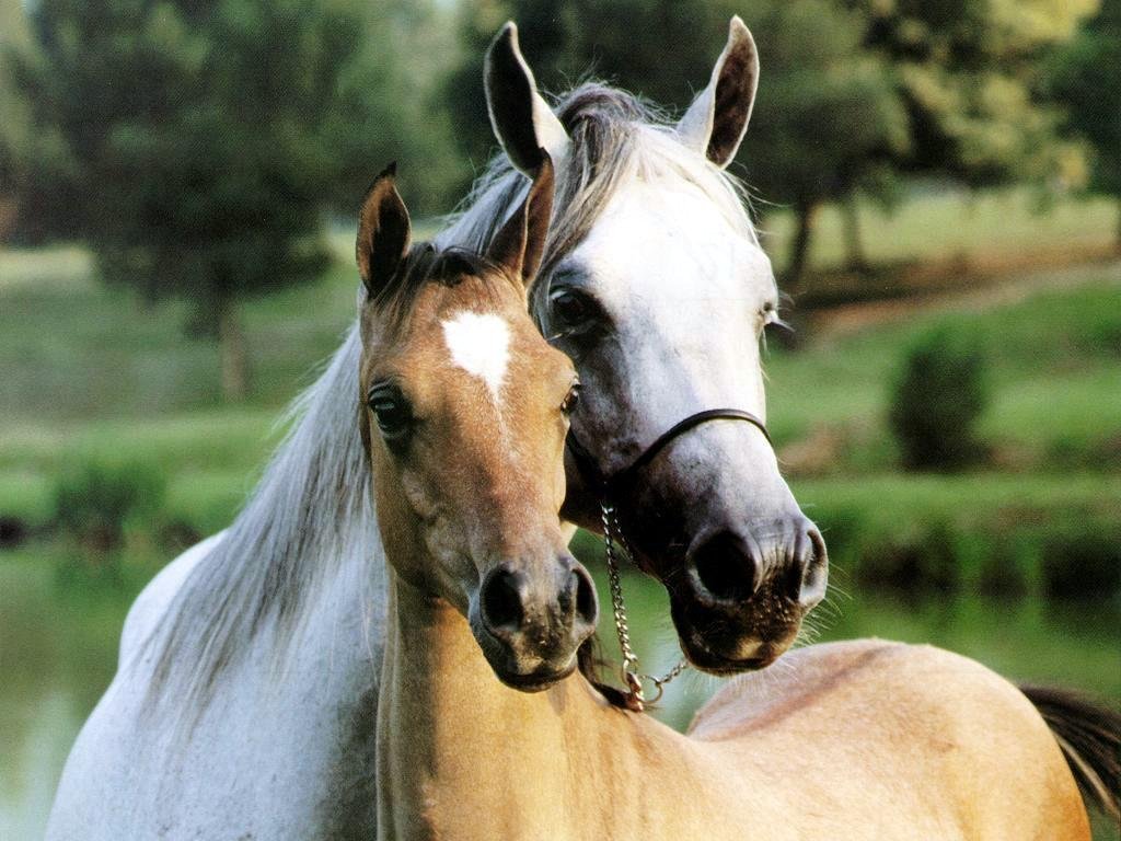 cavalos e montaria: 2011