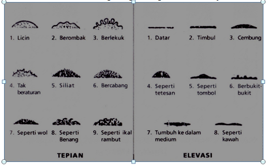 KOLONI BAKTERI - BELAJAR BIOLOGI