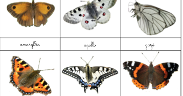 DIY Montessori: Les papillons de nos jardins