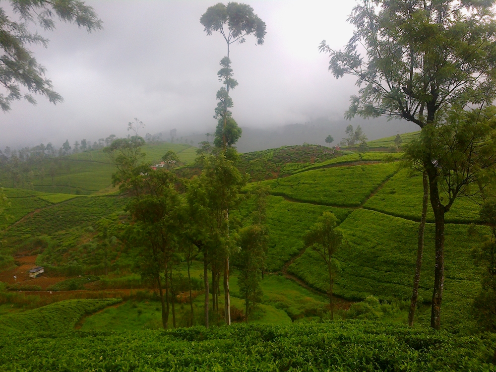 Beautiful Captures: Tea states in Sri Lanka