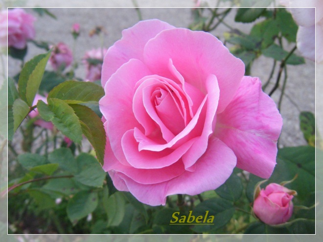 Un rincón para el atardecer: Importantísimo...