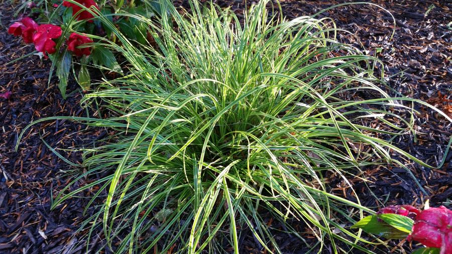 Future Plants by Randy Stewart: Carex - Ornamental Sedge