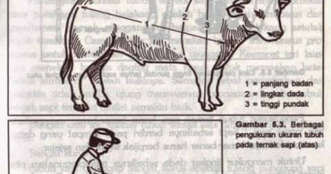 KIM ADIKARYA NGANJUK: TABEL LINGKAR DADA DAN BOBOT SAPI