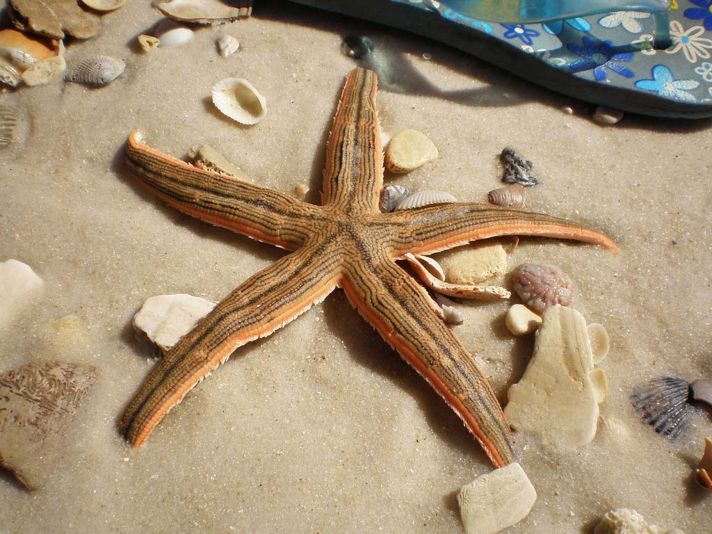 Starfish (Sea Star) - Animals' Planet