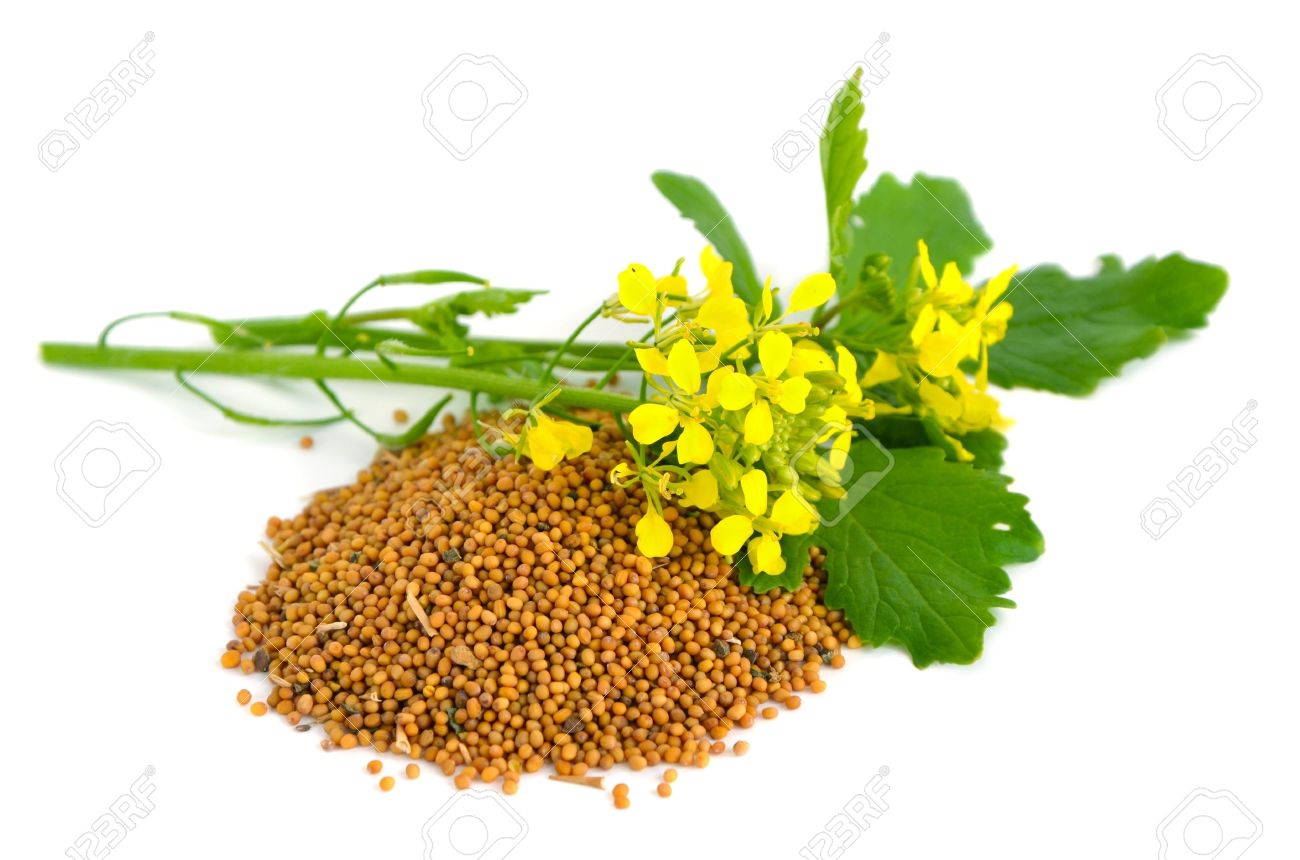 Aba - Mustard Rape - Brassica alba - අබ - Herbal Plants of Asia