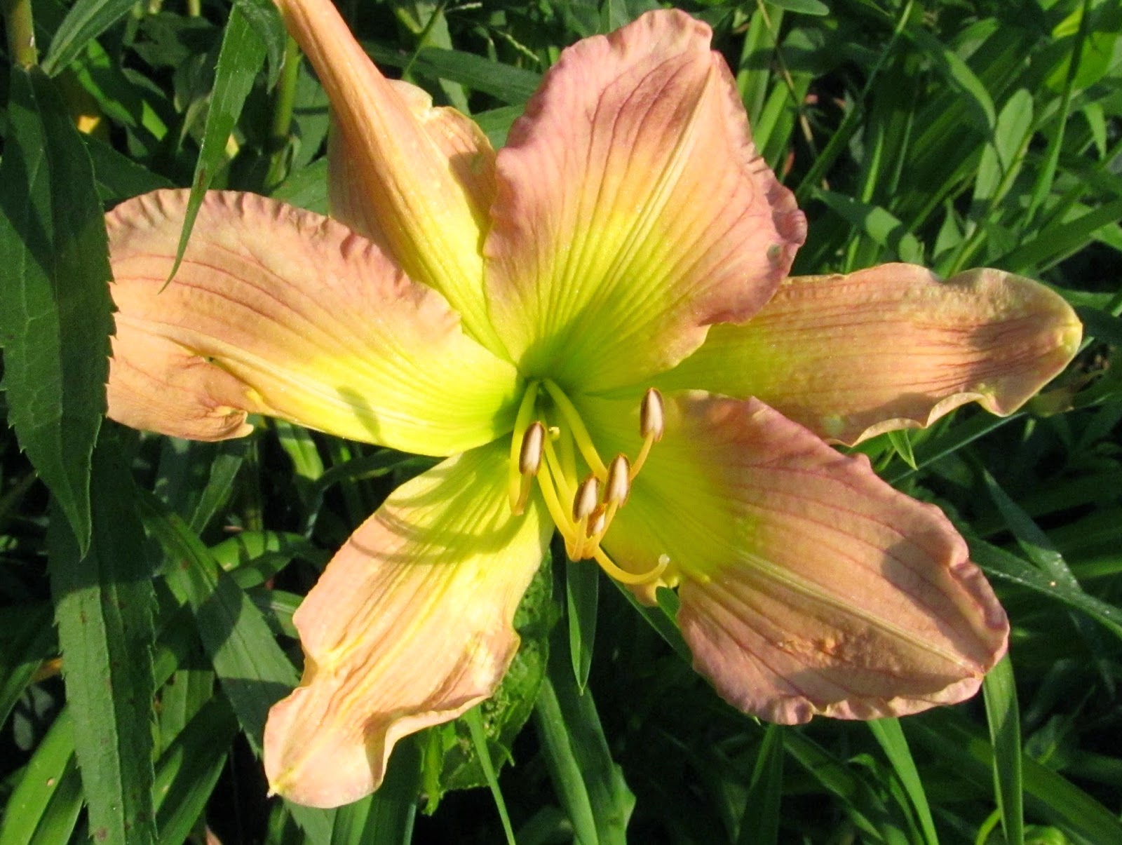 Not Your Average Daylily