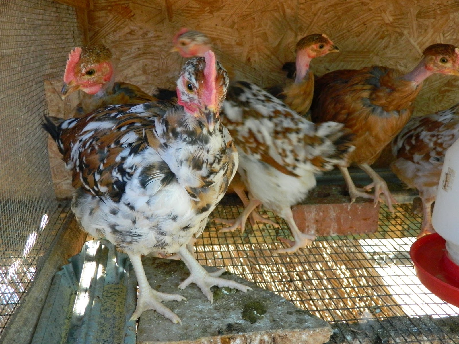 Aloha Chickens: Turken Alohas!