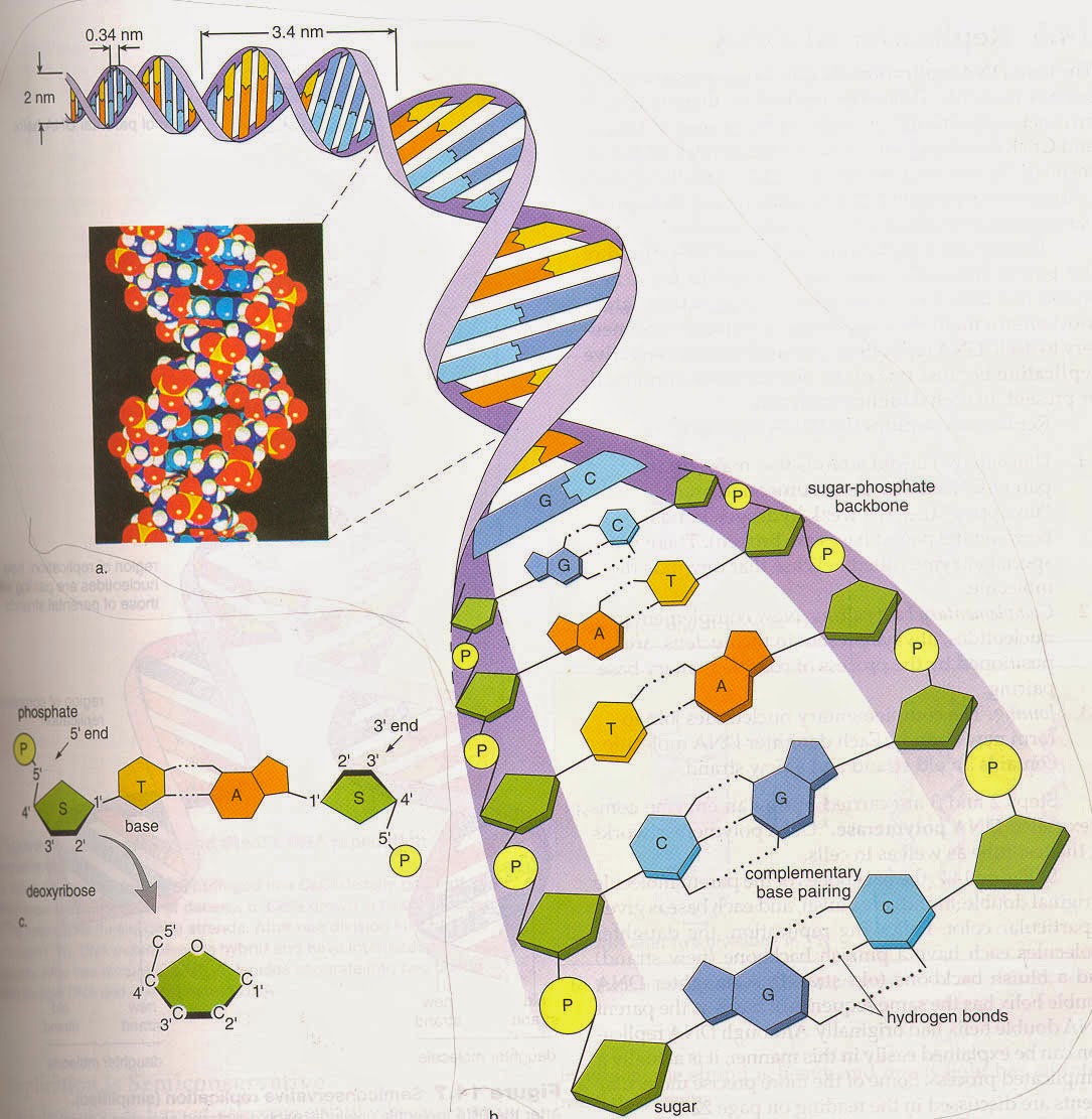 MAKE BIOLOGY FUN: INTI SEL (NUKLEUS)