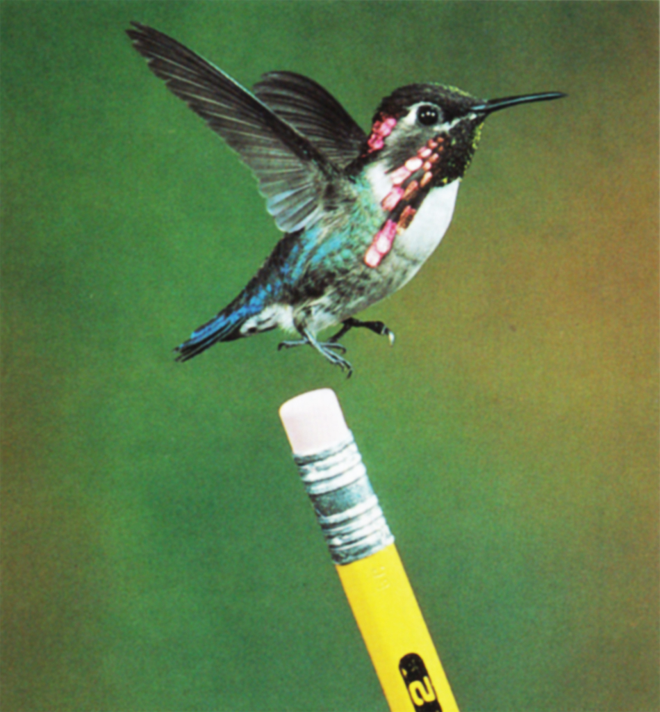 Discovering Something New -- ongoing learning: The amazing hummingbirds