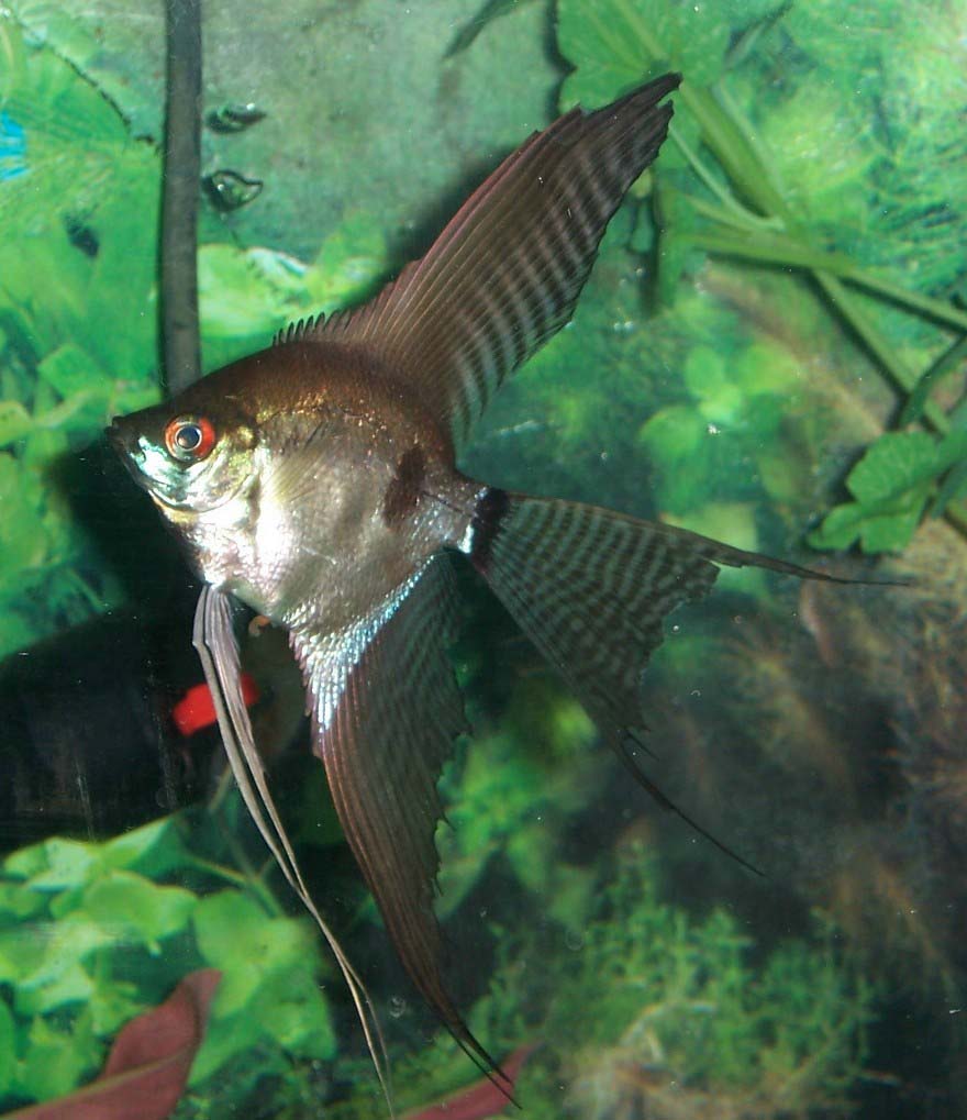 Fish Species n.2 - Angelfish (Pterophyllum leopoldi) - Feast Your Eyes