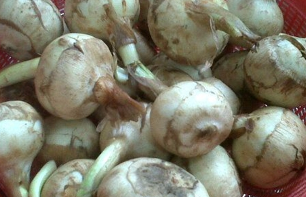 Khasiat Buah Sengkuang