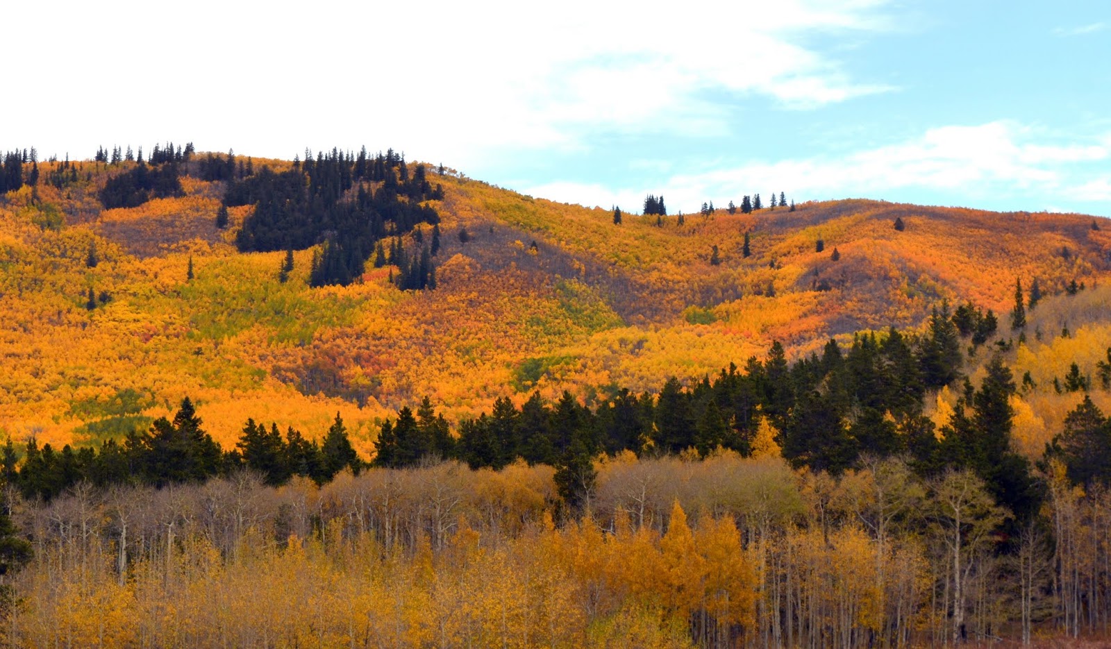 Mille Fiori Favoriti: An Autumn Drive Over Kenosha Pass to Buy a Bear