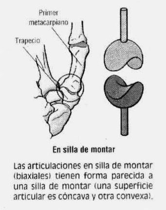 Clasificación de las articulaciones ~ Técnico en Atención a Personas en ...