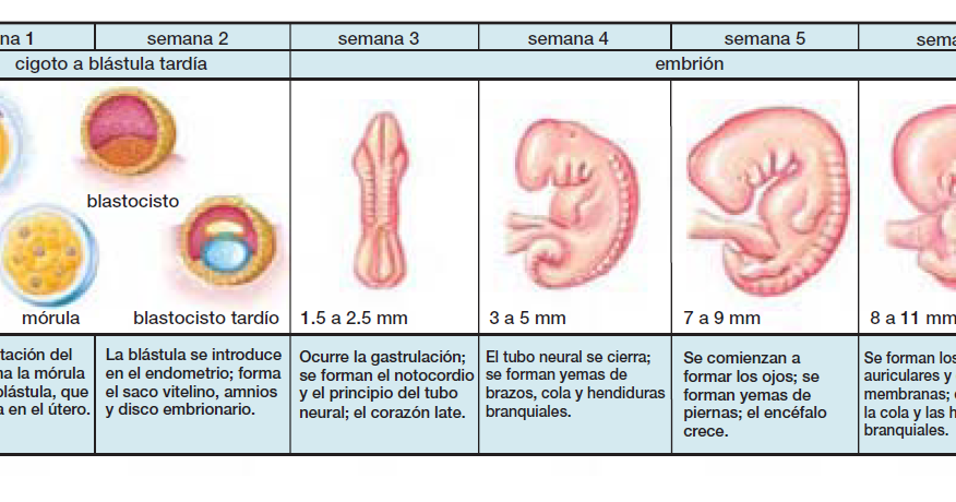 Espacio Ciencias: Desarrollo Embrionario Humano (tarea octavo)