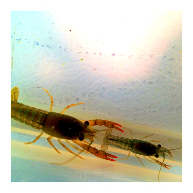 Nature Gardens @ NHM: L.A.'s Urban Nature: Spring Babies in the Nature Lab