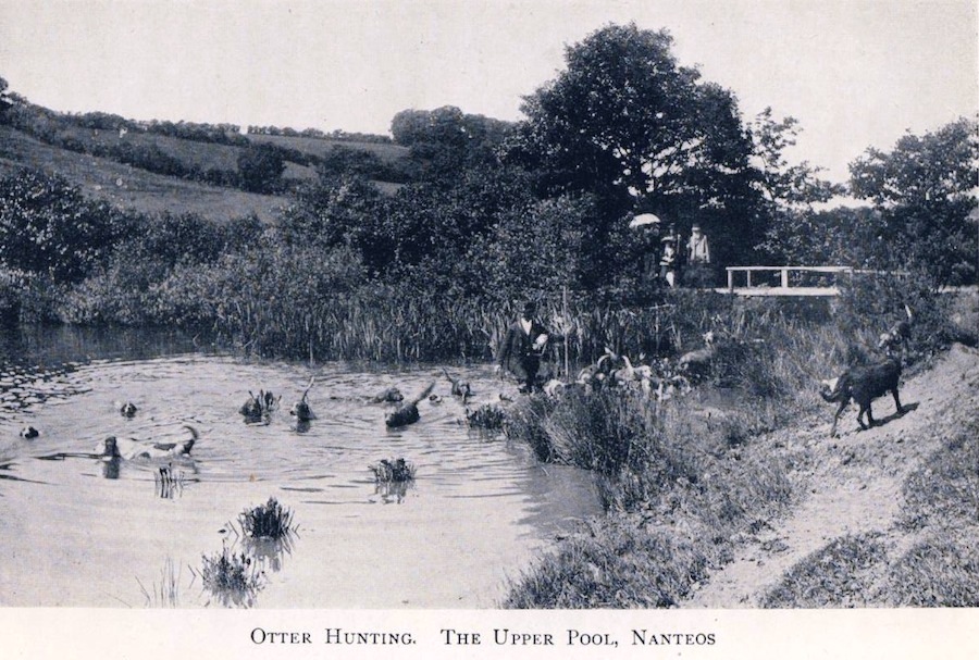 Admiral Cod: Otter Hunting at the Upper Pool, Nanteos