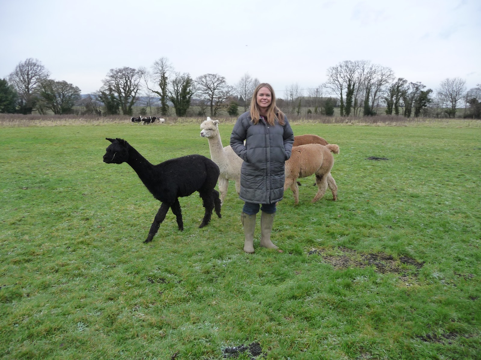 Easter-Wood Alpaca Stud