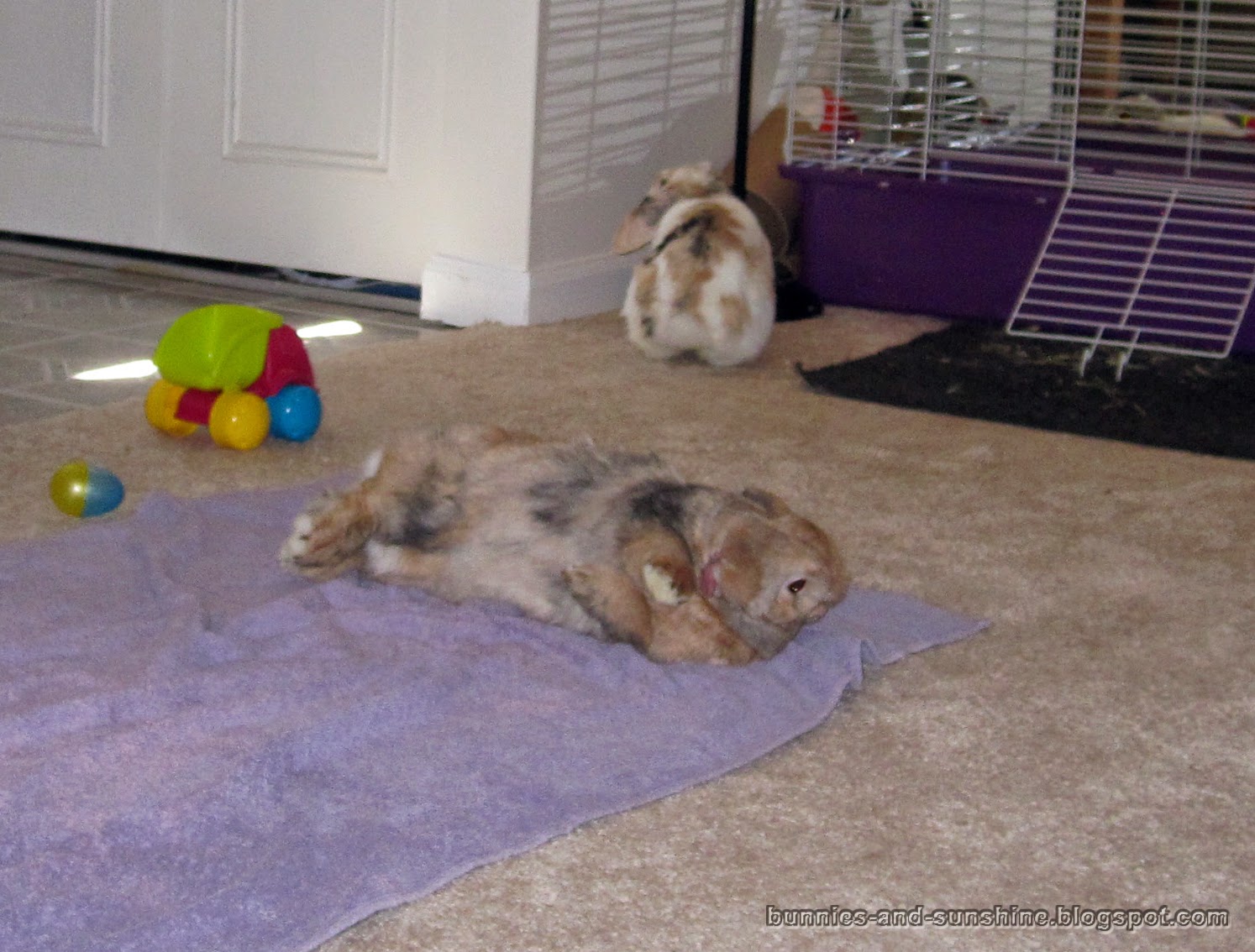 Bunnies and Sunshine: A rolling bunny derp!