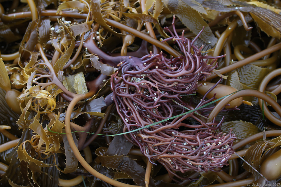 the-natural-history-of-bodega-head-kelp