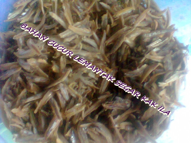 KAK ILA CUCUR LEMANTAK BELADIN