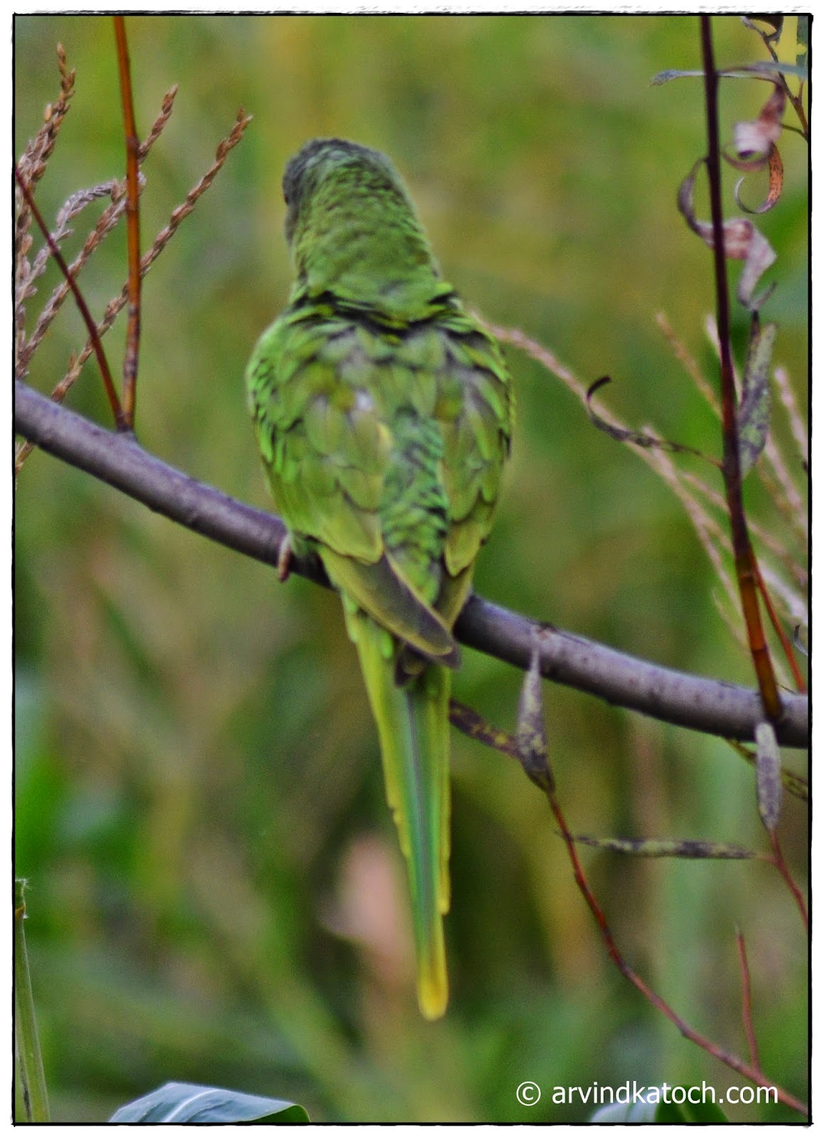 Back view of a Himalayan Parrot