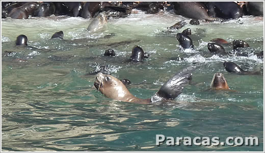 Paracas G06: Reserva Nacional de Paracas