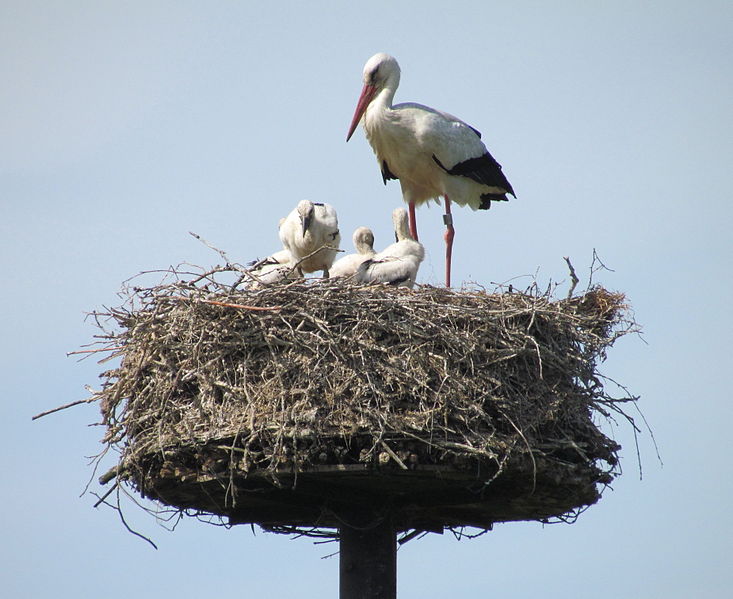 Stork Bird Baby