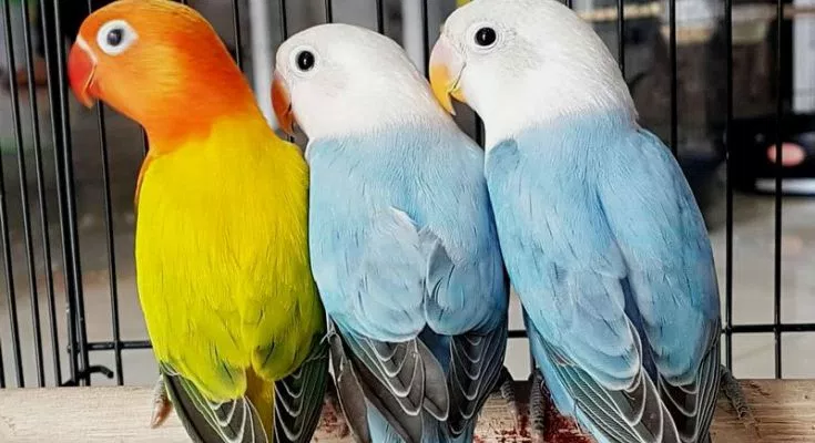Macam Macam Jenis Burung Lovebird Termahal Paling Bagus - Trik dan Tips ...