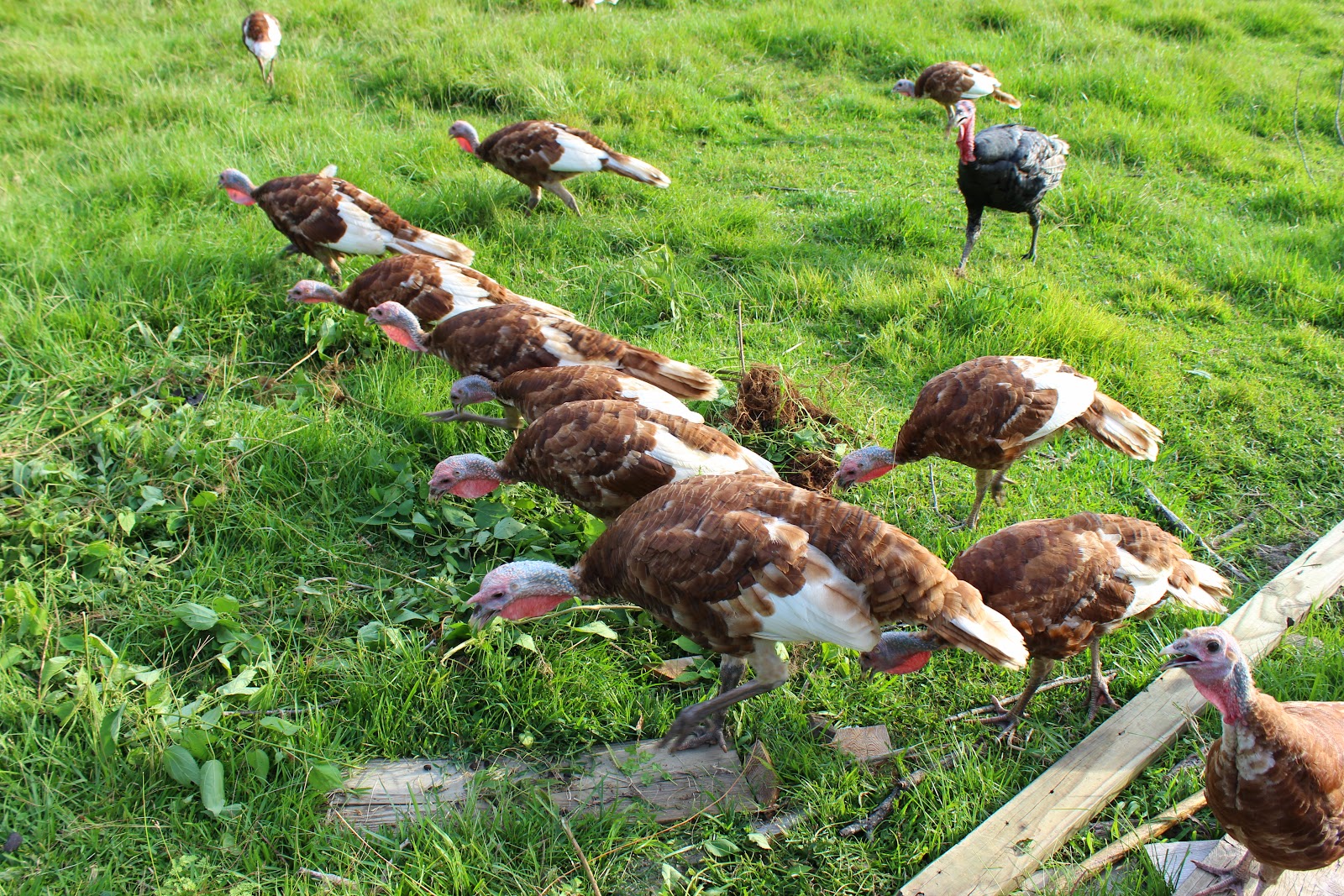 HighTail Farms: Turkey Wing Clipping