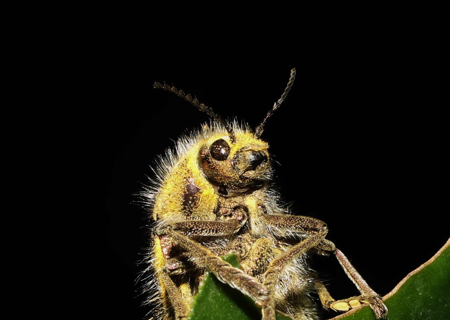 Biodiversity of Cyprus by NGO Protection of the Natural Heritage and ...