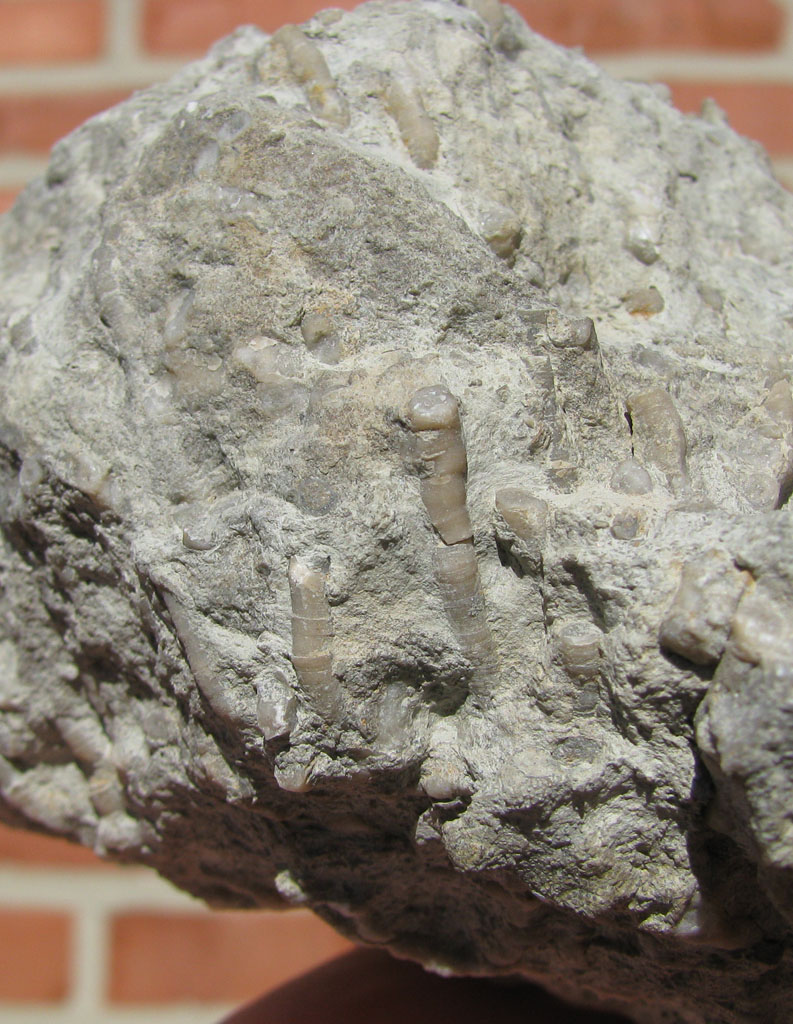 Views of the Mahantango: Syringopora sp. coral from the Hungry Hollow ...