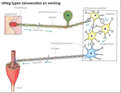 Biologie waarneming en regeling: BS. 9