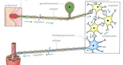 Biologie waarneming en regeling: BS. 9