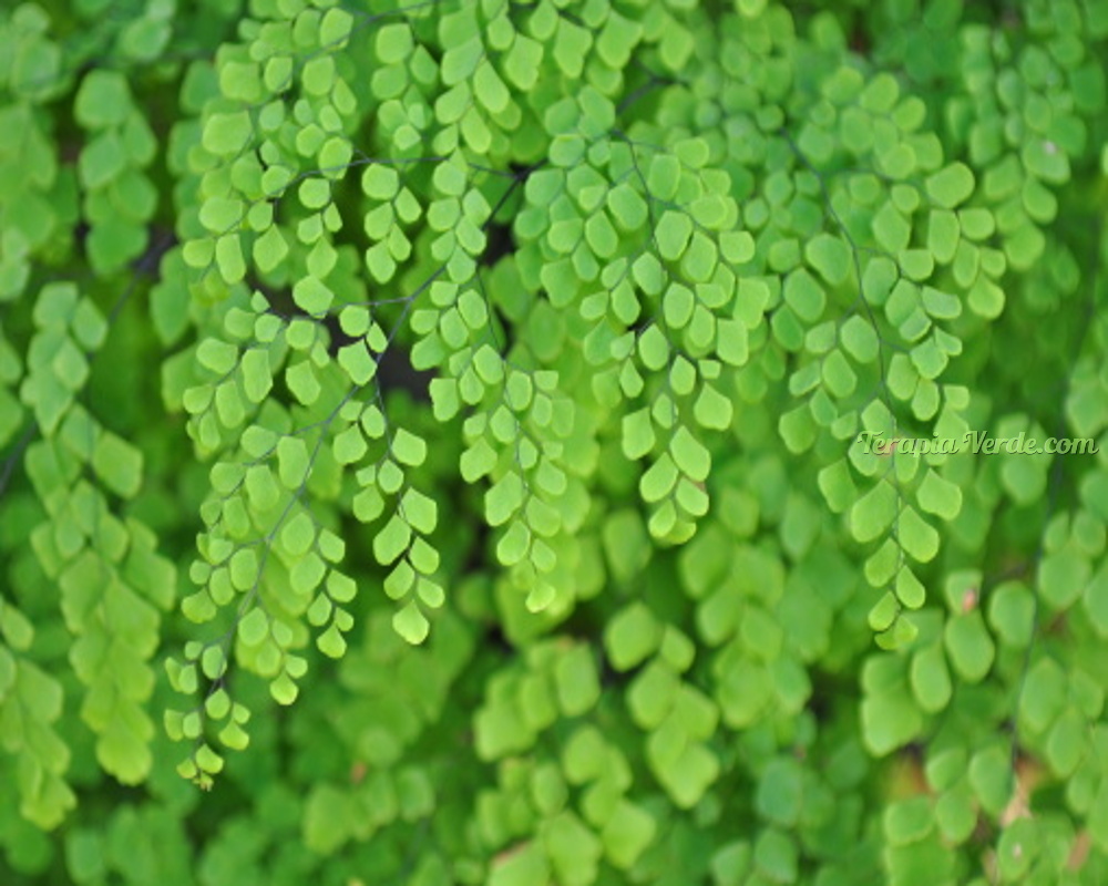 Benefícios da Avenca | Terapia Verde