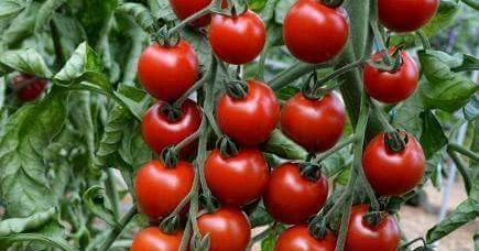 Cara Budidaya Tomat Cherry | -Petani TOP-