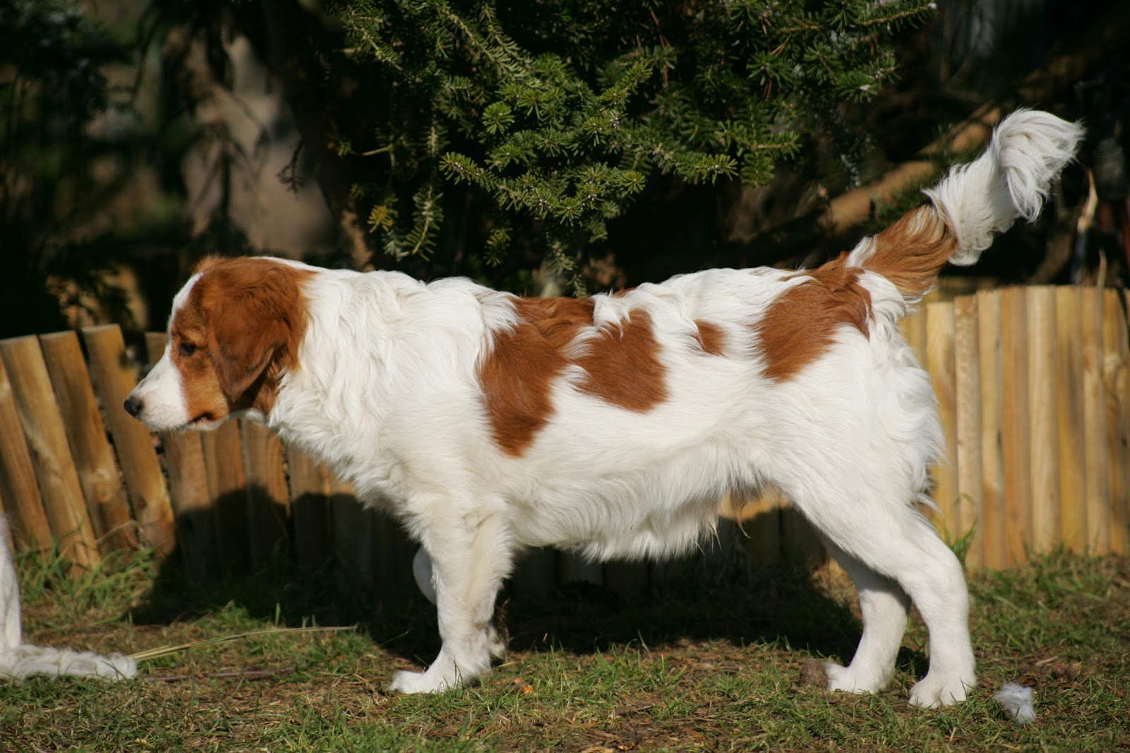 PsieLobby: Kookier Psy