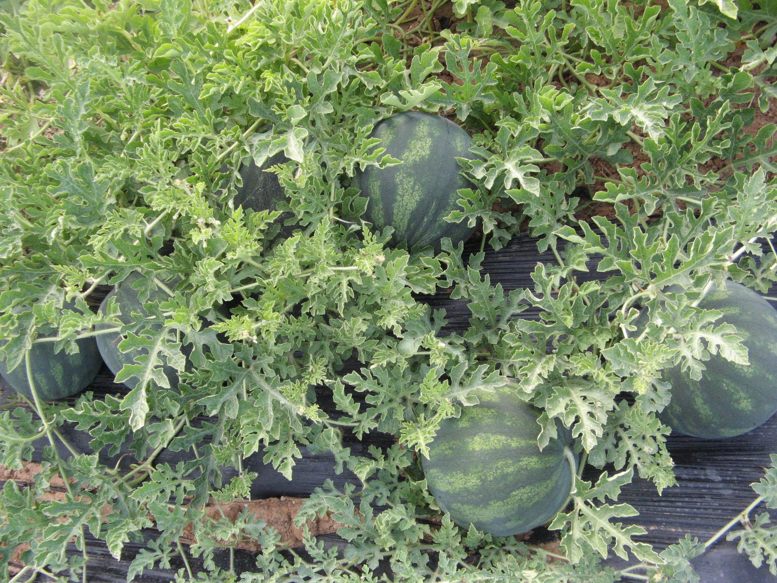 Griechische Leckeren Wassermelonen