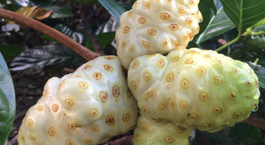 Hawaiian Organic Noni: Health Food: Noni Fruit Leather: Convenient ...