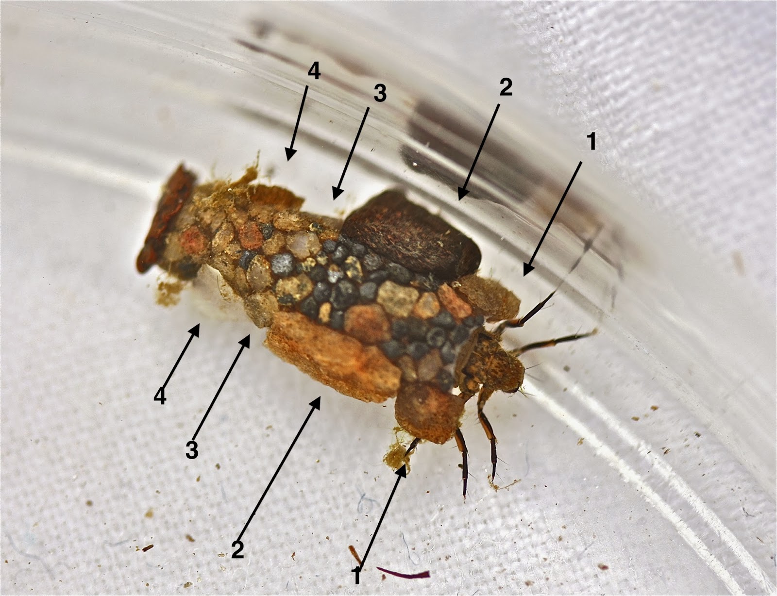 Aquatic Insects of Central Virginia: Case-makers we commonly see in the ...