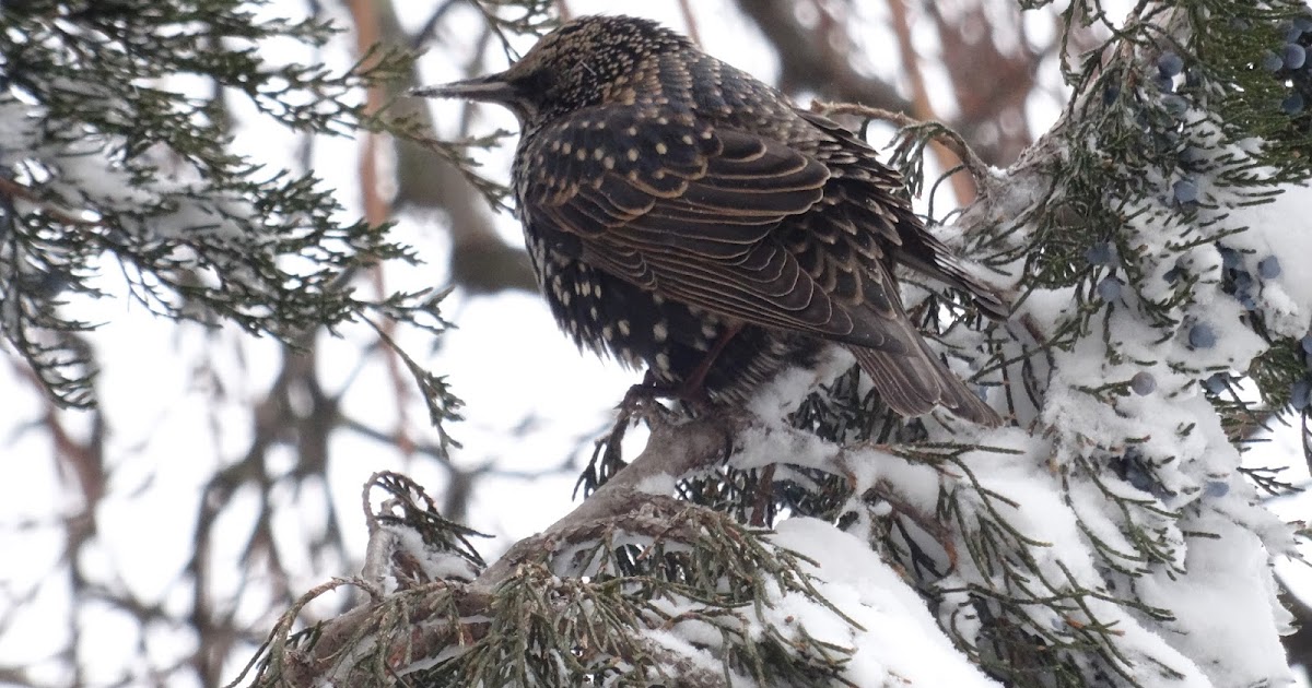 ultimul anotimp...: Grauri...